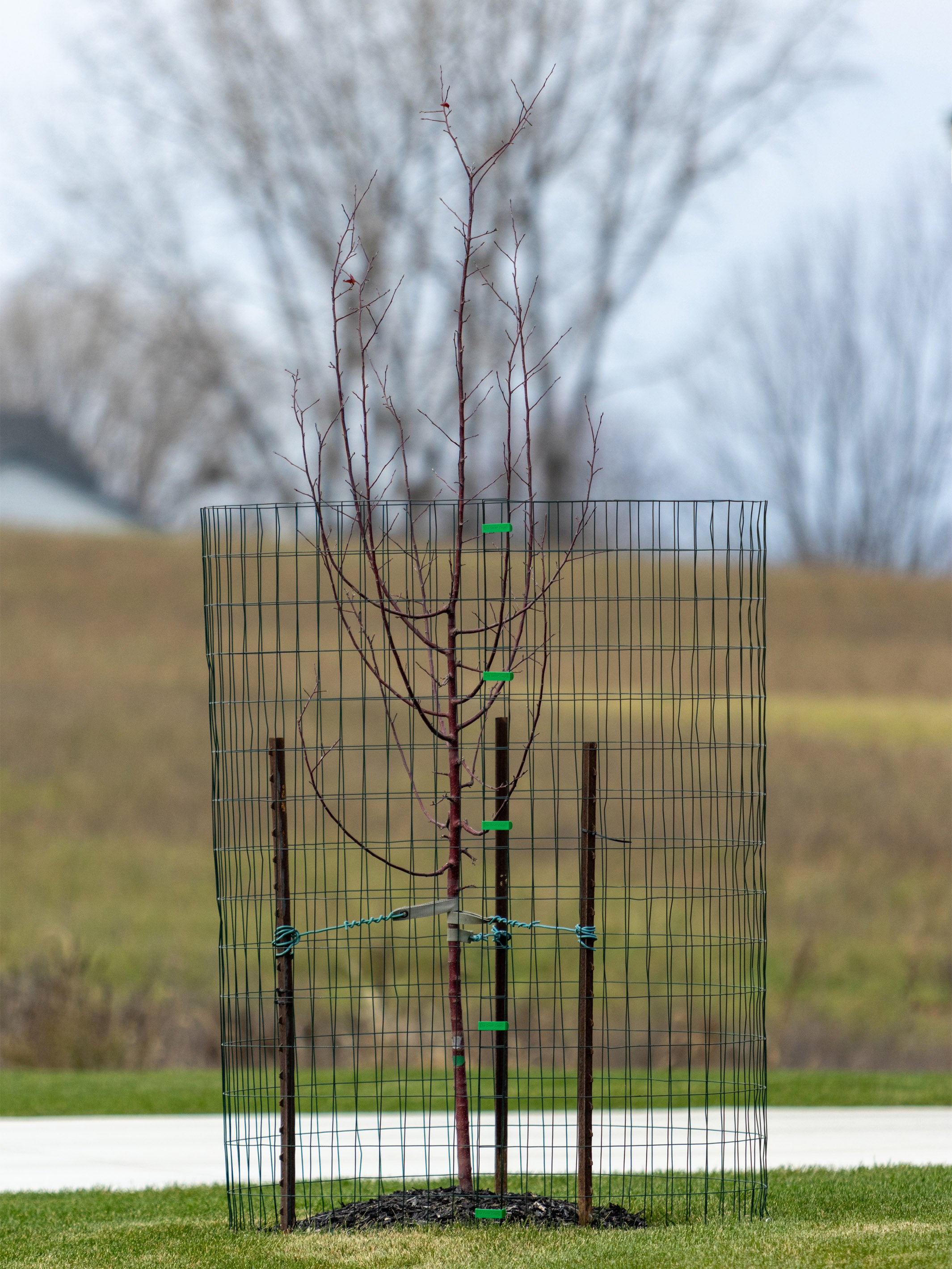 Deer Cage Max | Proven Plant Protection | Wildlife Barrier – The Deer Cage